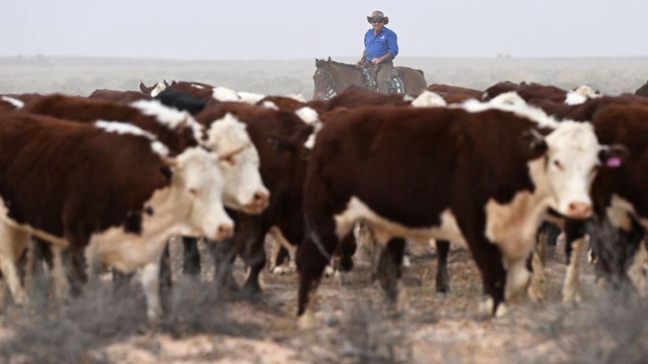 Australia’s ‘fence-free’ organic cattle farms champion UN ...